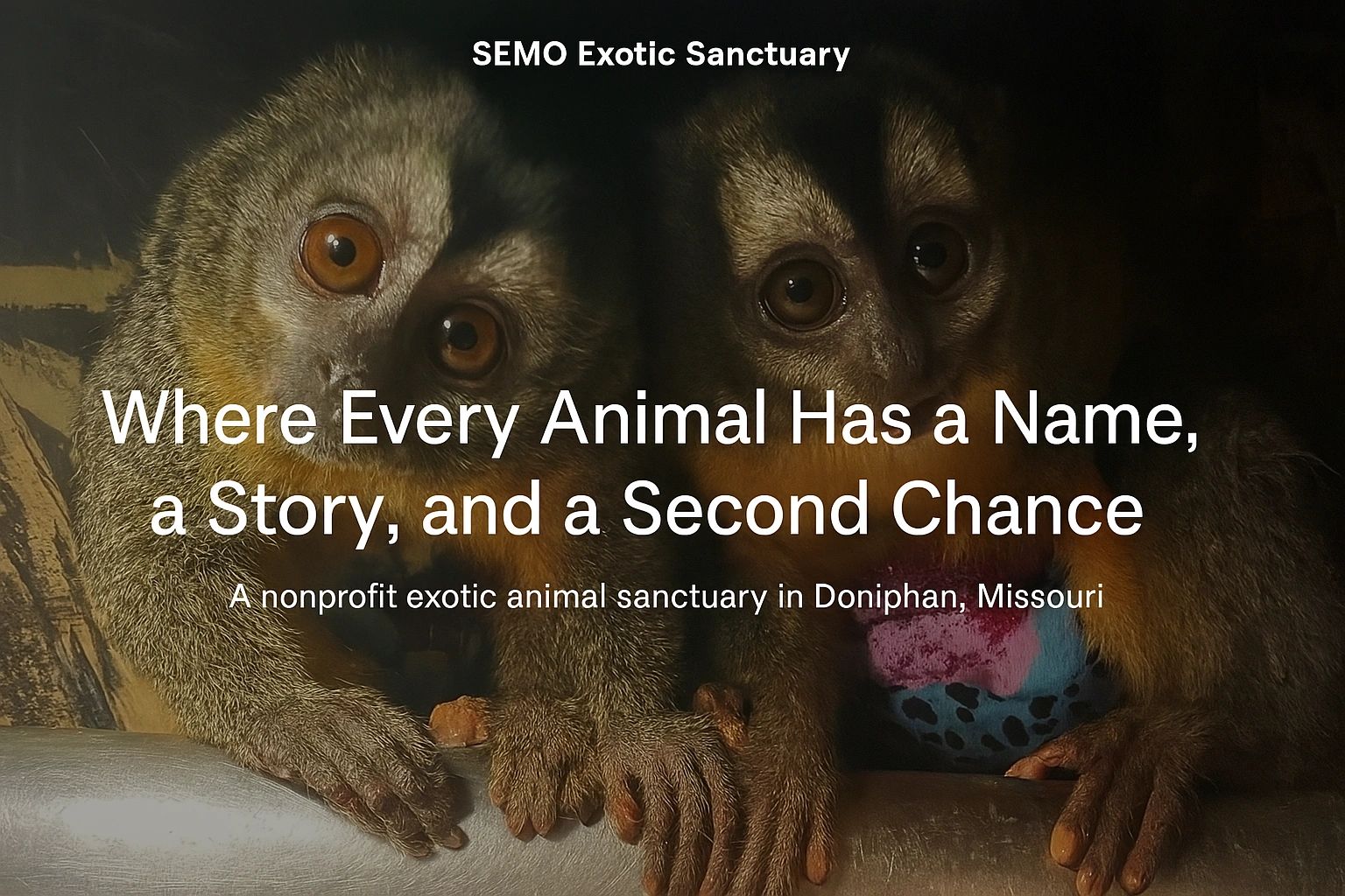 Merchandise | SEMO Exotic Sanctuary